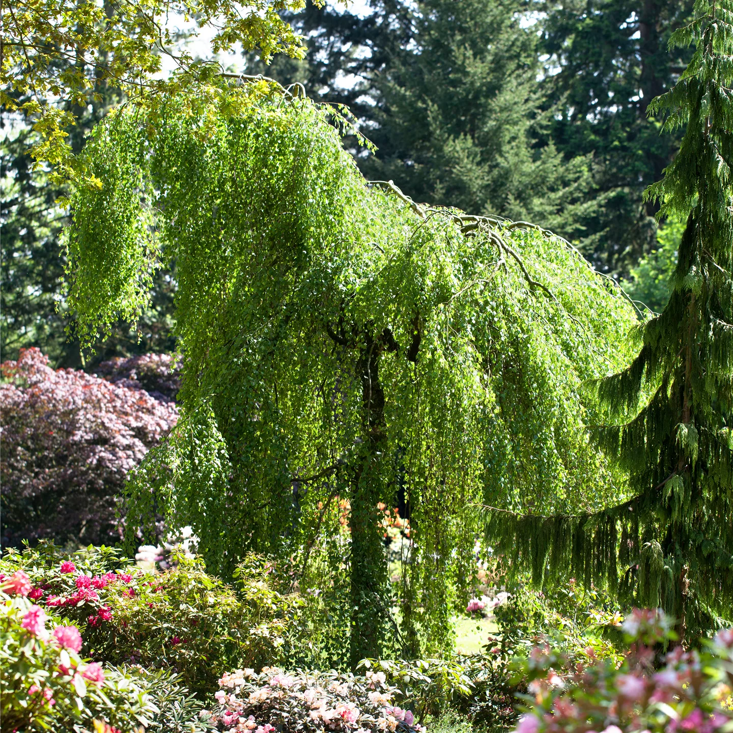 Cornus kousa chinensis 'White Fountain'