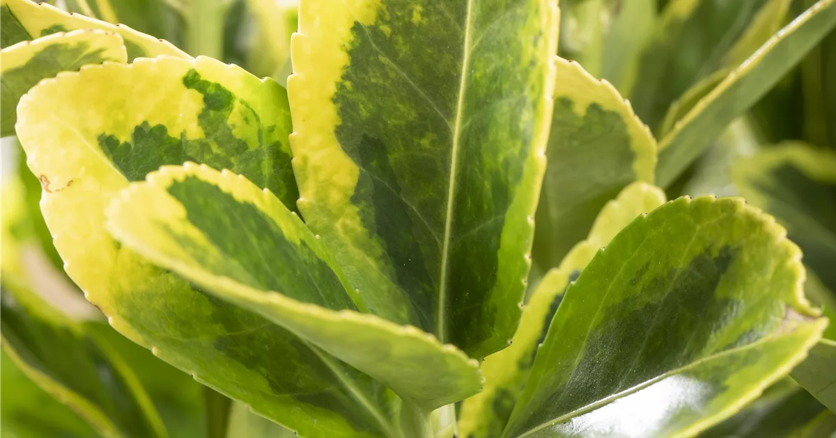 Euonymus japonicus 'Microphyl.Aureovar.', Kleinblättr.Gelbbunte ...