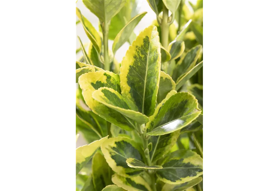 Euonymus japonicus 'Microphyl.Aureovar.', Kleinblättr.Gelbbunte ...