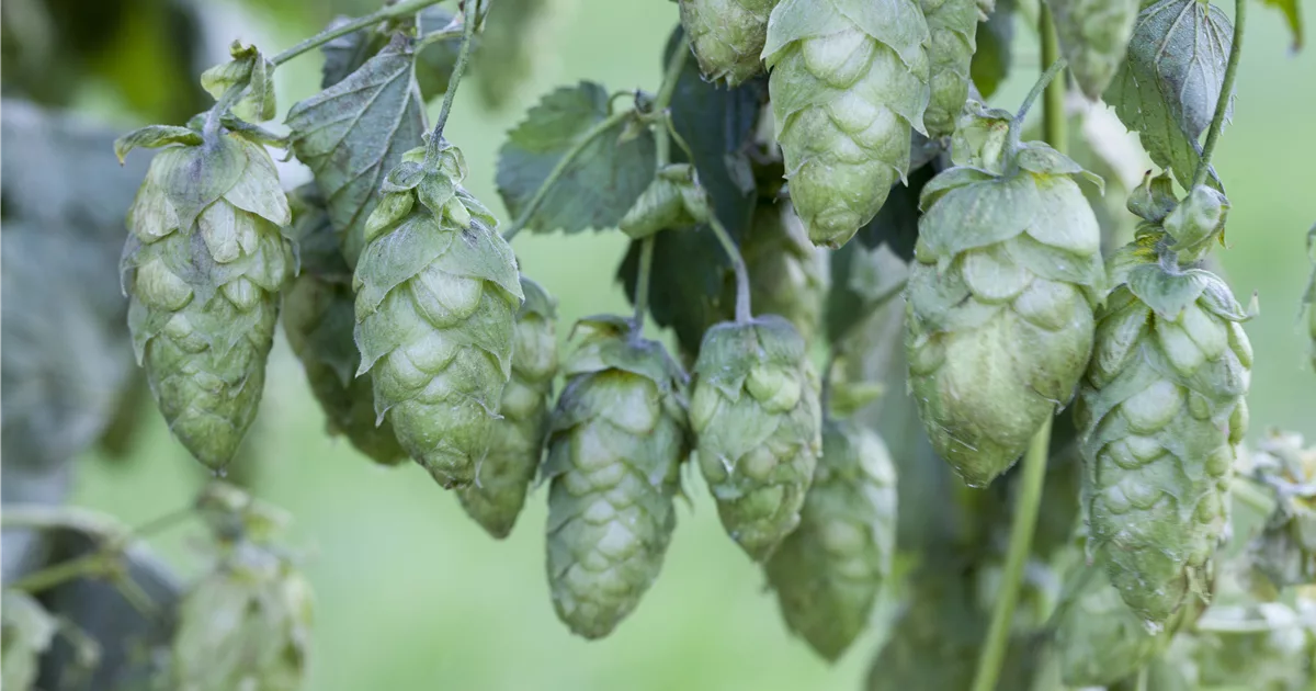 Humulus lupulus 'Nordbrau, Wilder Hopfen - Pflanzenhof Plum