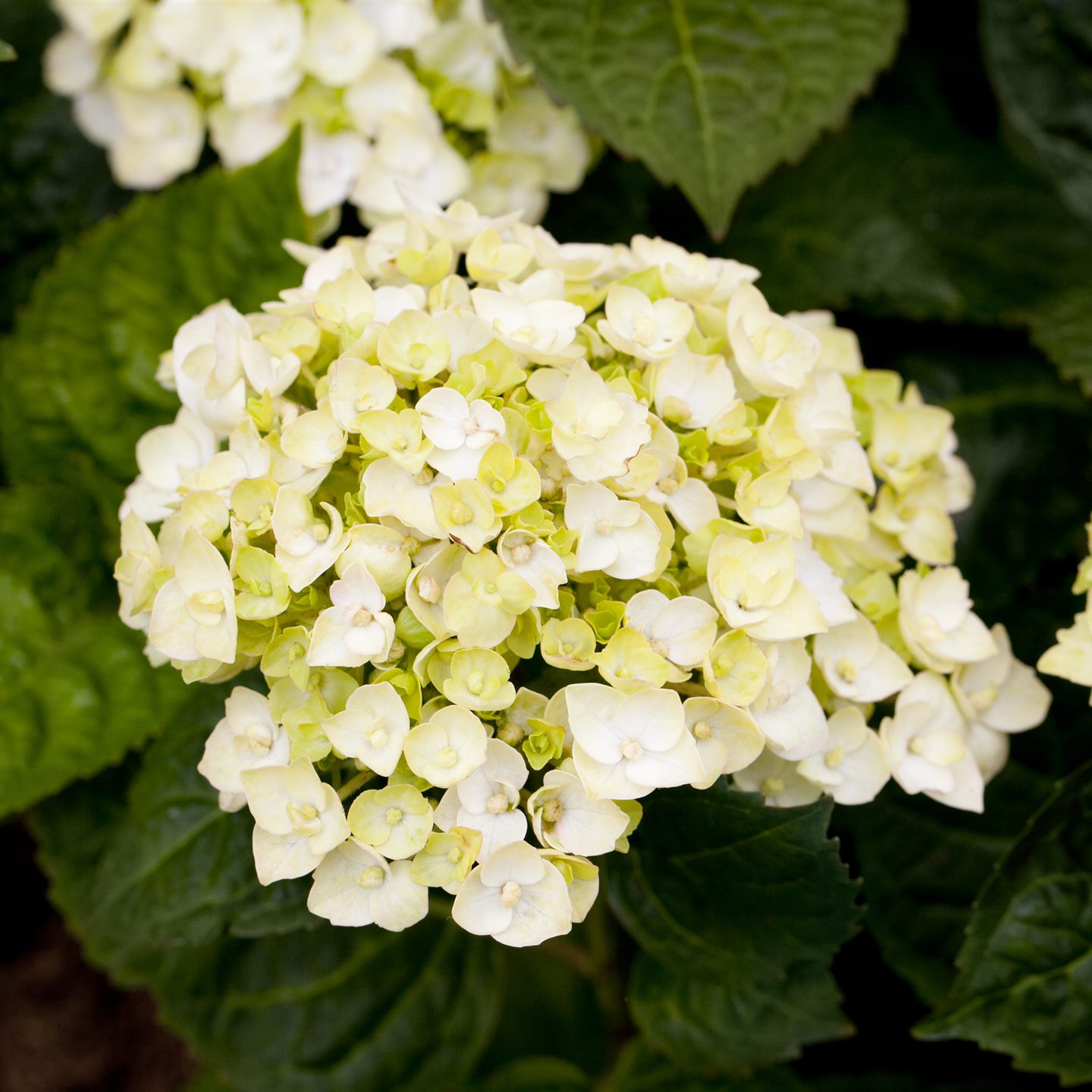 Hydrangea macr.'Forever & Ever' Red -R-