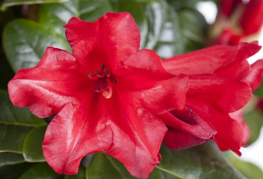 Rhododendron repens 'Scarlet Wonder' I, Zwergrhododendron 'Scarlet ...