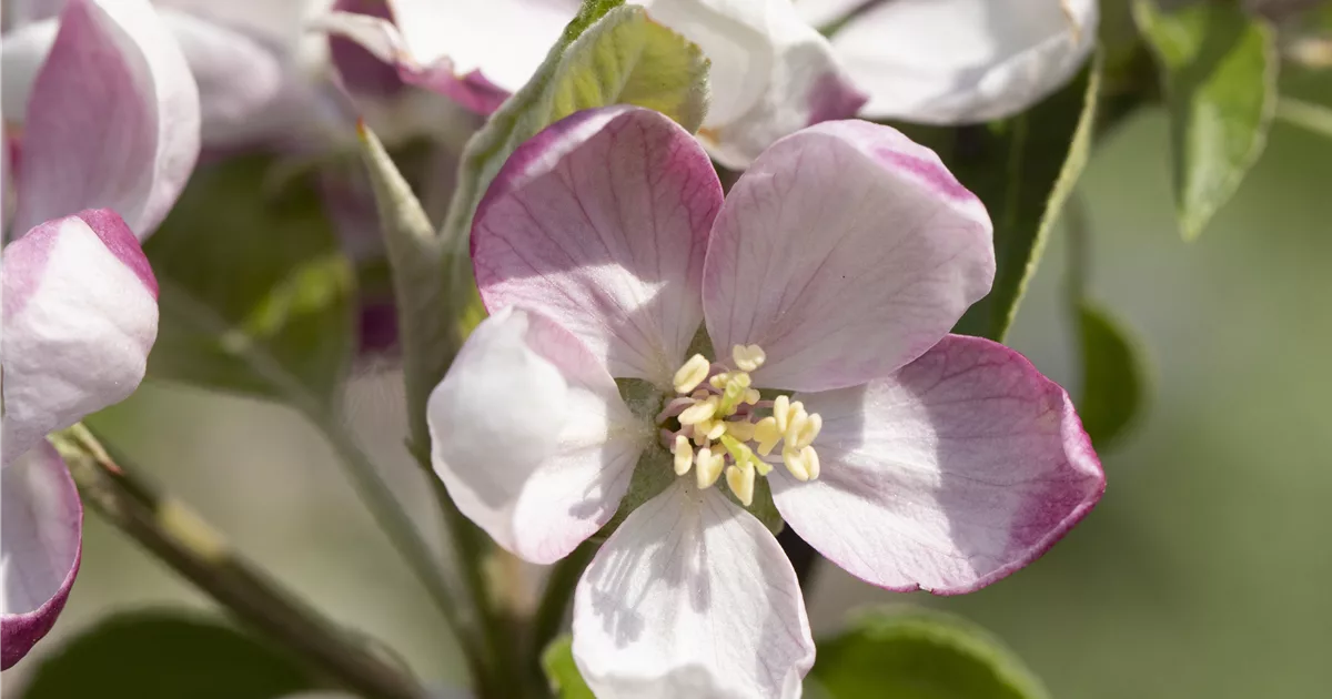 Malus 'Melrose' CAC, Apfel 'Melrose' mittel - Pflanzenhof Plum