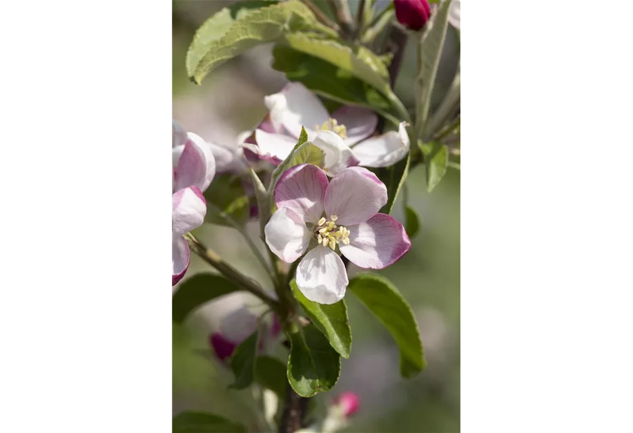 Malus 'Melrose' CAC, Apfel 'Melrose' mittel - Pflanzenhof Plum