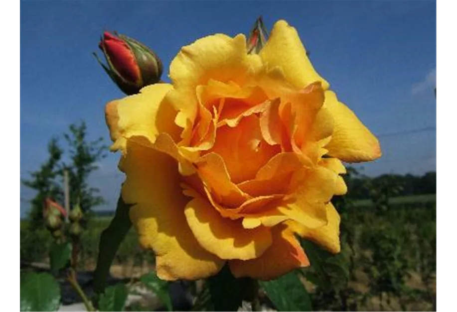 Rosa 'Postillion' -R- STR IV, Strauchrose 'Postillion' -R- ADR-Rose ...