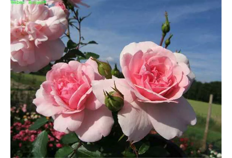 Rosa 'Bonica 82' -R- BT III, Beetrose 'Bonica 82' -R- - Pflanzenhof Plum