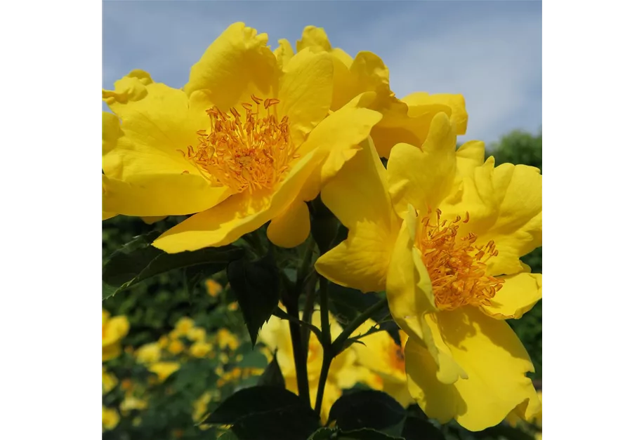 Rosa 'Lemon Fizz' -R- BT III, Beetrose 'Lemon Fizz' -R- ADR-Rose ...