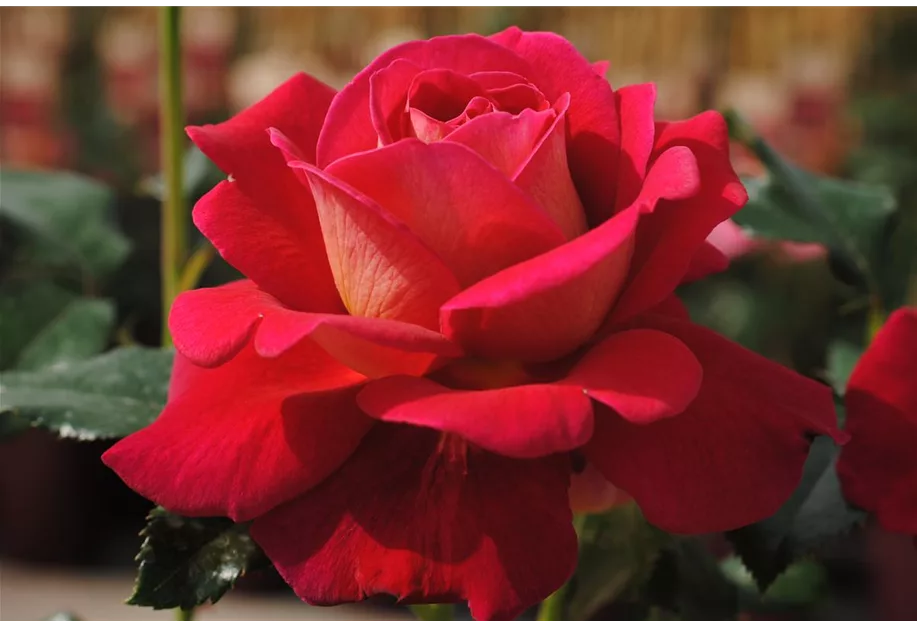 Rosa Les Grands Parfums de la Cote d' Azur, Rose ''Copacabana ...