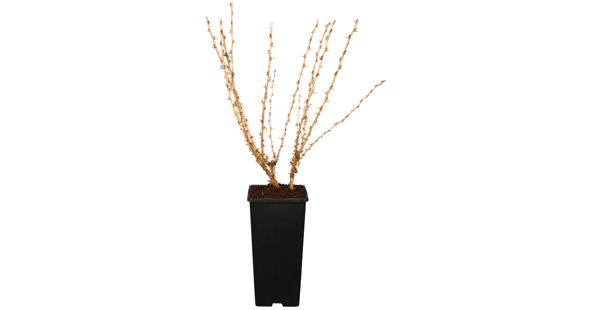 Ribes uva-crispa 'Invicta' CAC II, Stachelbeere 'Invicta' - Pflanzenhof ...