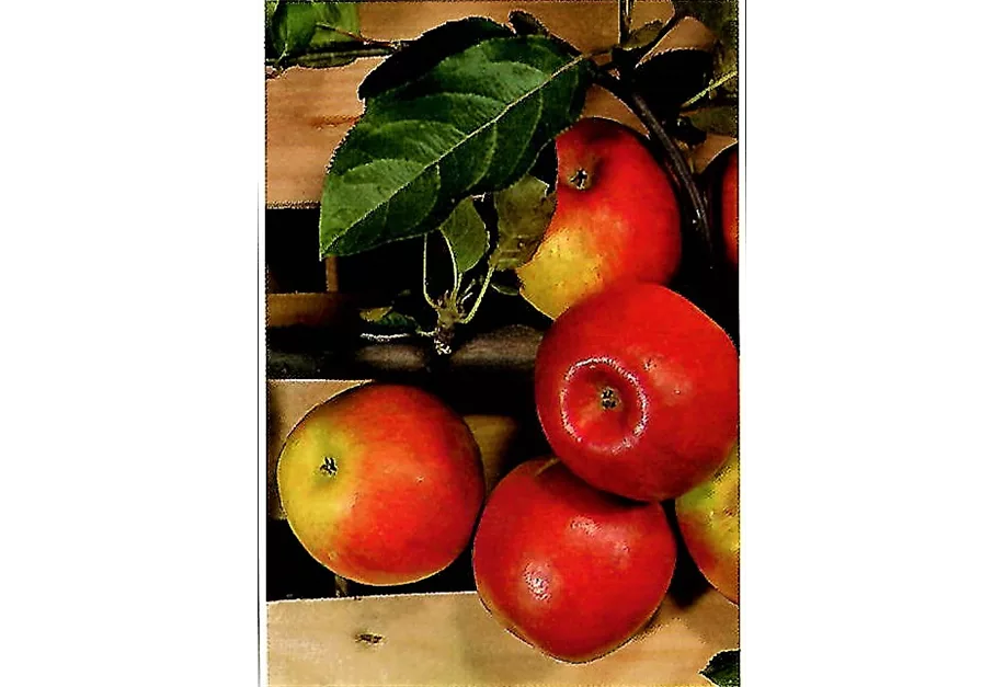 Malus 'Jonathan' CAC, Apfel 'Jonathan' spät - Pflanzenhof Plum