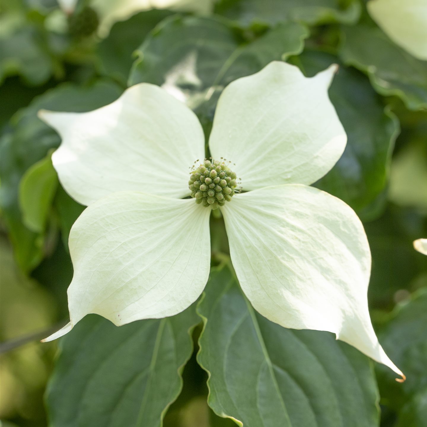 Cornus alba 'Elegantissima'