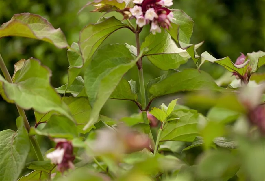 Leycesteria formosa 'Purple Rain', Schöne Leycesterie - Pflanzenhof Plum