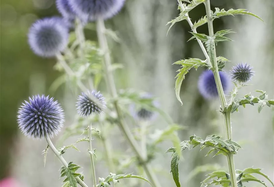 Echinops ritro, Kugeldistel - Pflanzenhof Plum