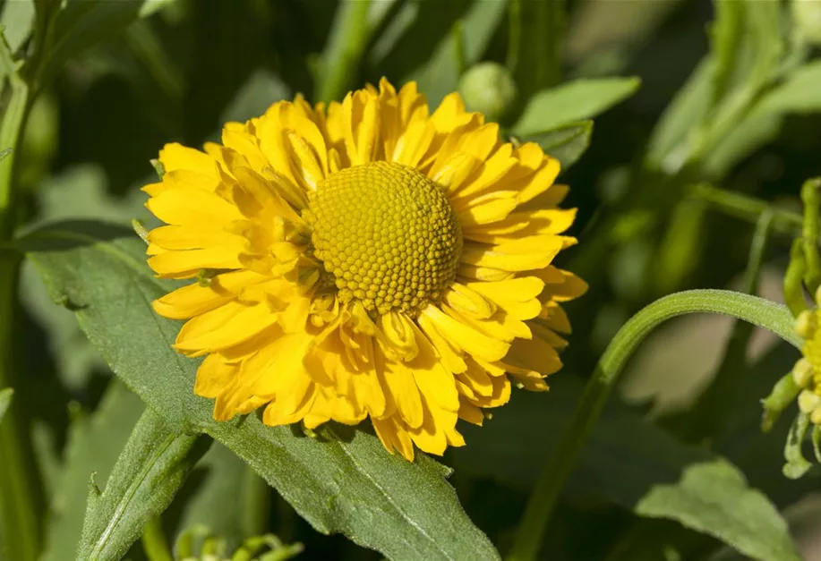 Helenium x cult.'Tie Dye gelb-rot', Sonnenbraut - Pflanzenhof Plum