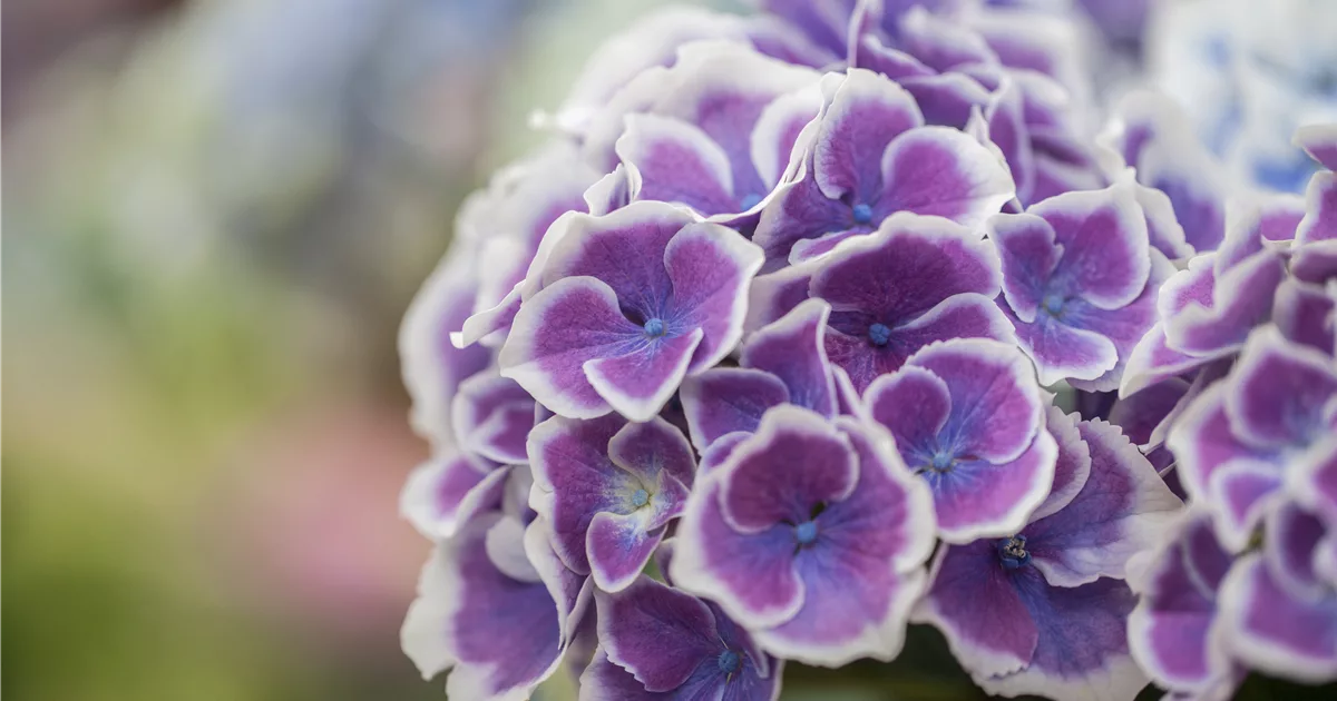 Hydrangea macrophylla 'Bavaria' -R-, Gartenhortensie 'Bavaria' -R ...