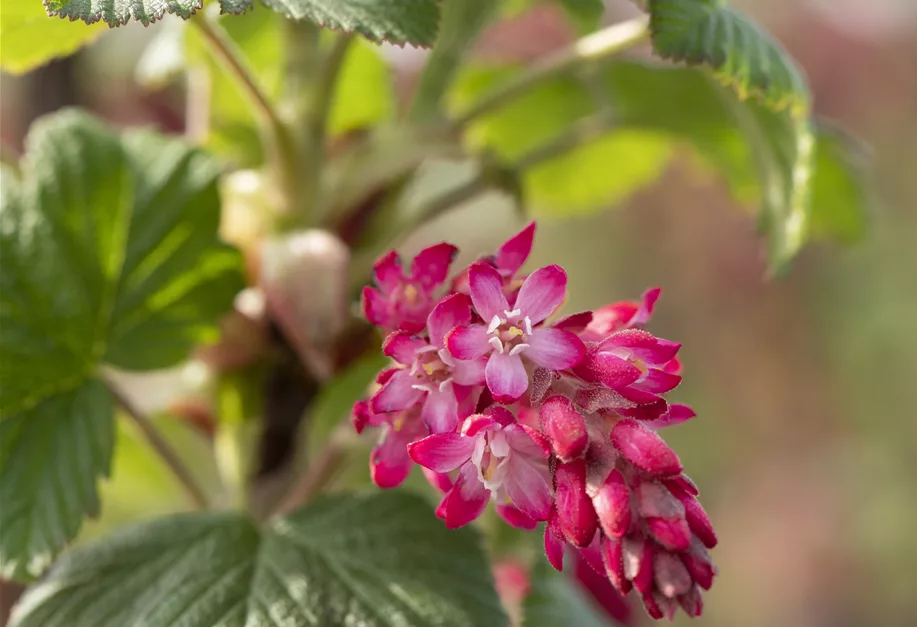 Ribes sanguineum 'Pulborough Scarlet', Zierjohannisbeere 'Pulborough ...