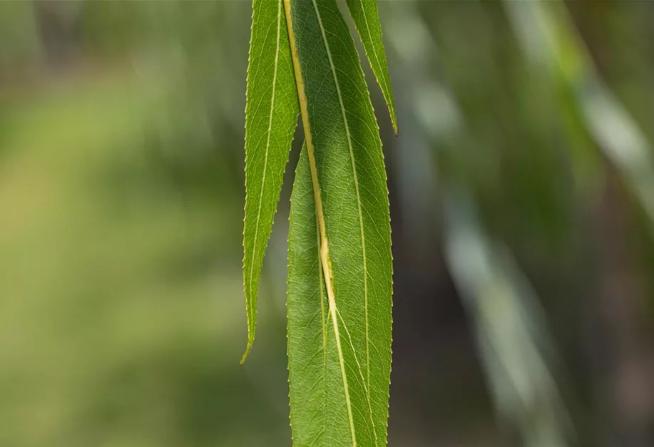 Salix alba, Silberweide - Pflanzenhof Plum