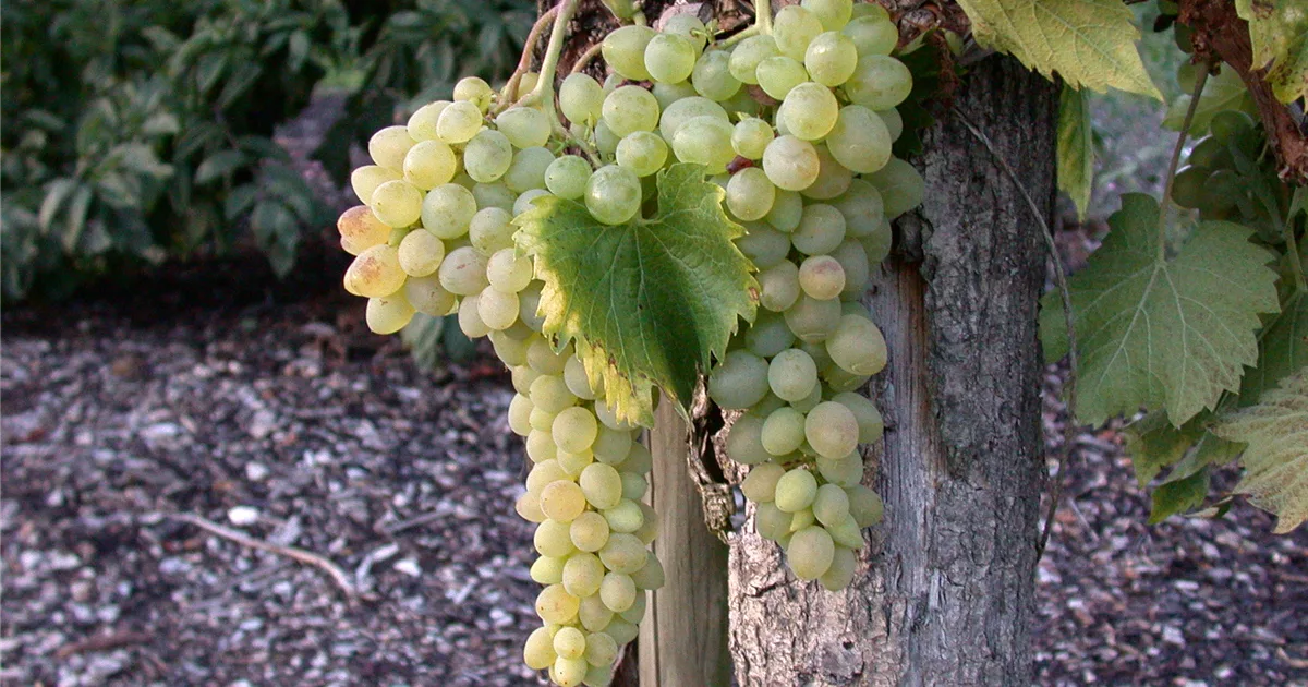 Vitis vinifera 'Solaris', Edelwein 'Solaris' - Pflanzenhof Plum