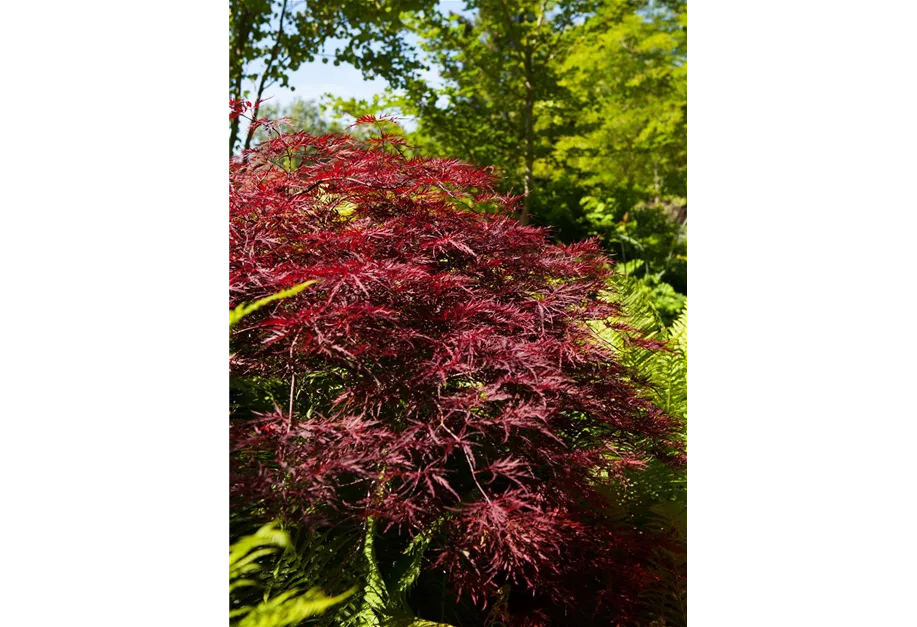 Acer palmatum 'Red Pygmy', Fächerahorn 'Red Pygmy' - Pflanzenhof Plum