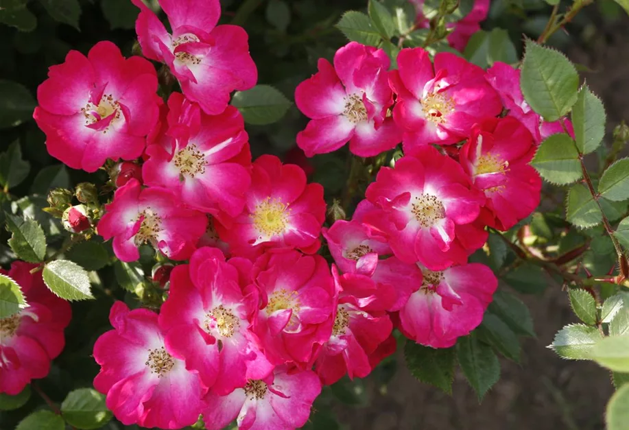 Rosa 'Lupo' -R- Z III, Zwergrose 'Lupo' -R- ADR-Rose - Pflanzenhof Plum