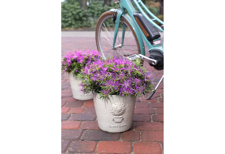 Rhododendron 'Star Style', Azalee 'Star Style' - Pflanzenhof Plum