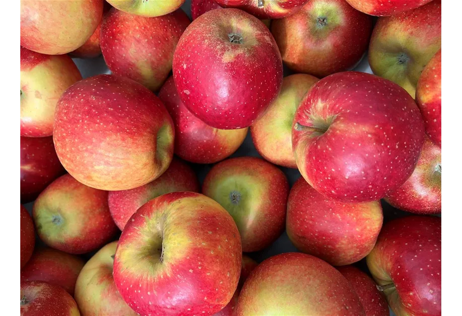 Malus 'Wellant', Apfel 'Wellant' - Pflanzenhof Plum