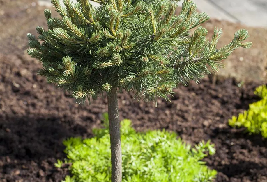 Pinus mugo 'Mini Mops', Kugel-Kiefer 'Mini Mops' - Pflanzenhof Plum