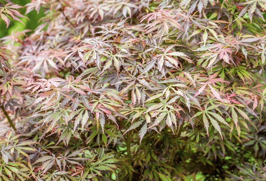 Acer palmatum 'Jerre Schwartz', Fächerahorn 'Jerre Schwartz ...