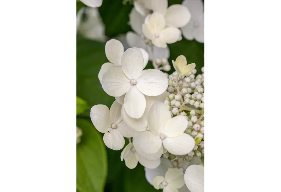 Hydrangea macrophylla 'Teller White', Tellerhortensie 'Teller White' - Pflanzenhof Plum