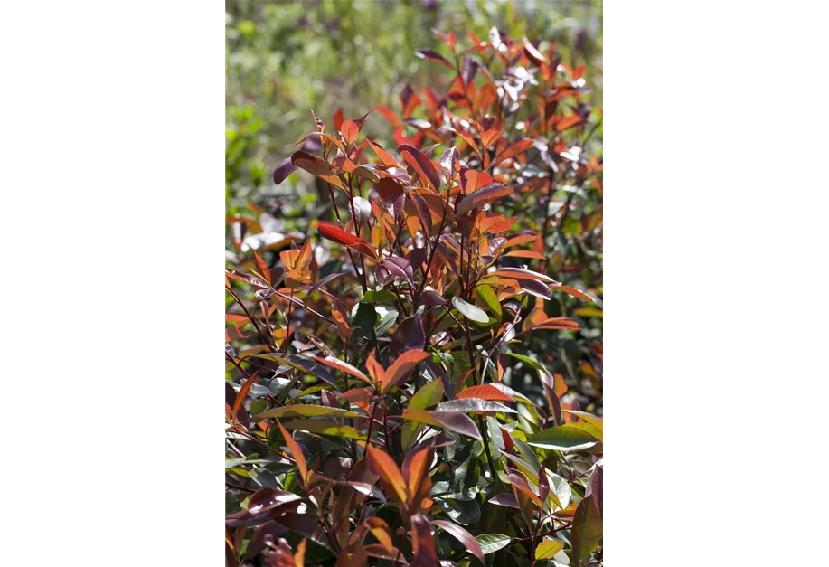 Photinia fraseri 'Chico', Glanzmispel 'Chico' - Pflanzenhof Plum