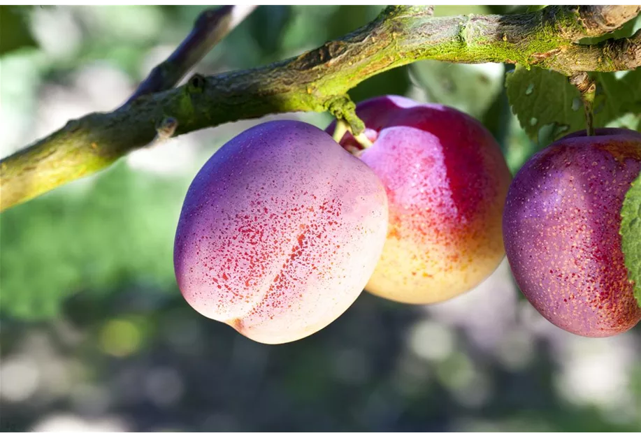 Prunus dom.'The Czar' CAC, Pflaume 'The Czar' mittelfrüh - Pflanzenhof Plum