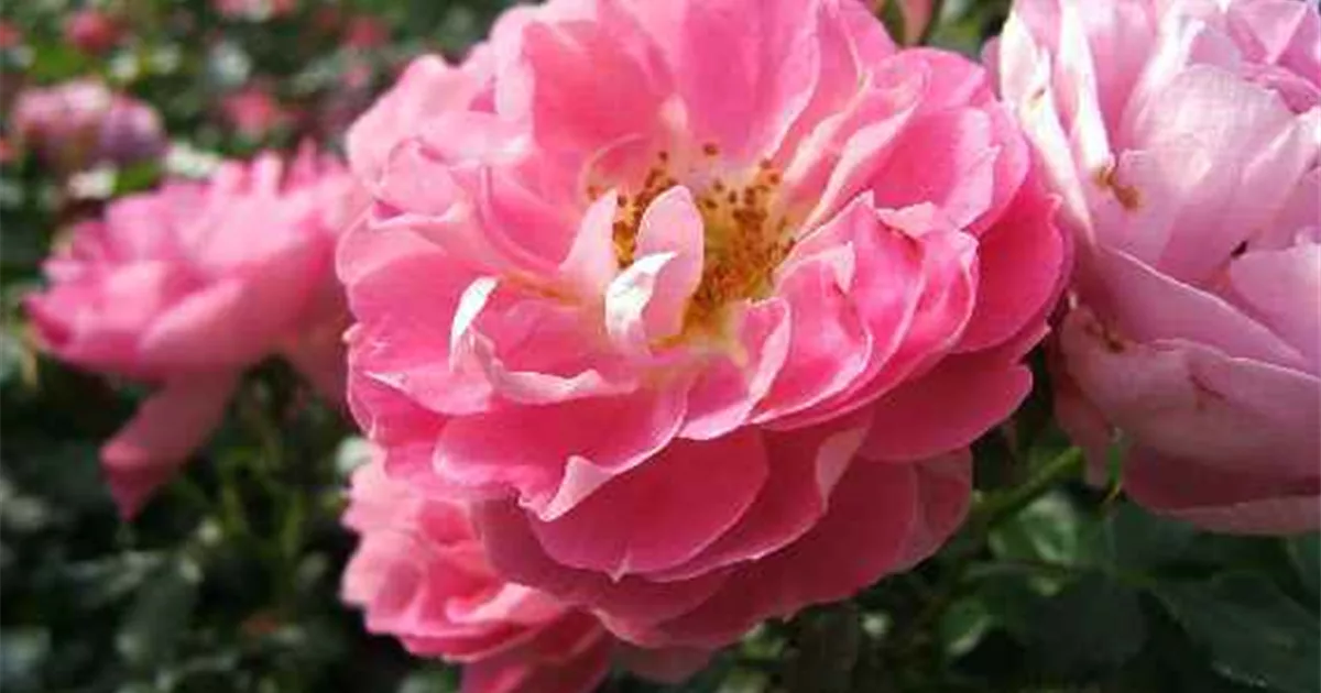 Rosa 'Charmant' -R- Z III, Zwergrose 'Charmant' -R- ADR-Rose ...